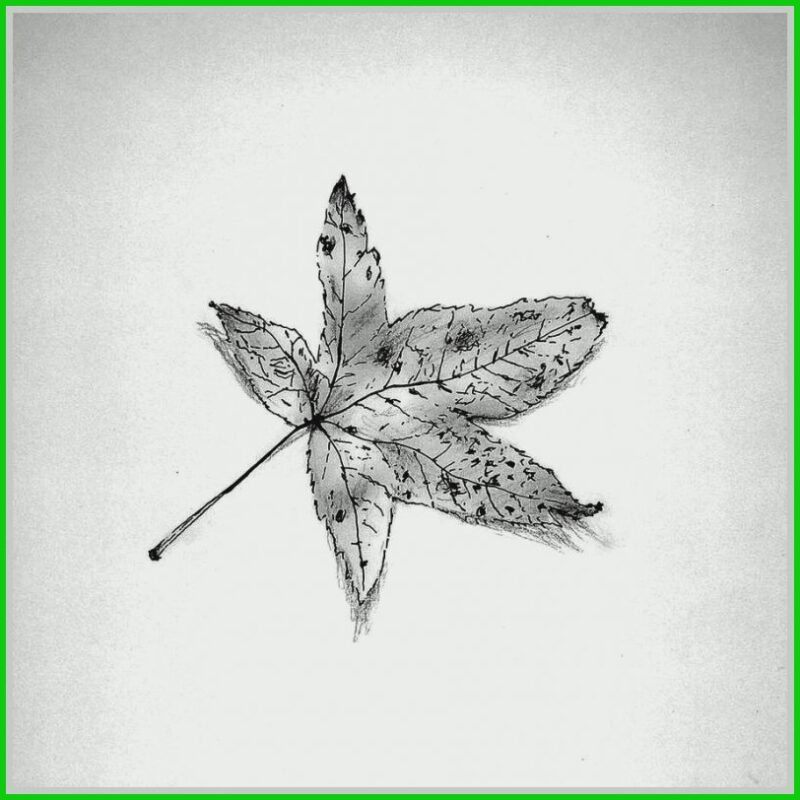 √ Sketsa Daun Terbaik! Paling Mudah Digambar Oleh Siapapun