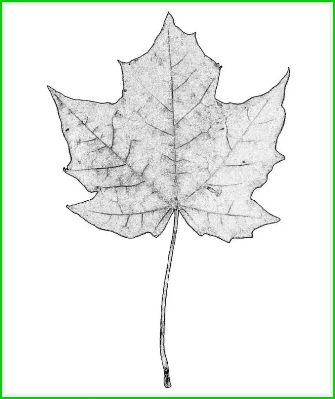 √ Sketsa Daun Terbaik! Paling Mudah Digambar Oleh Siapapun