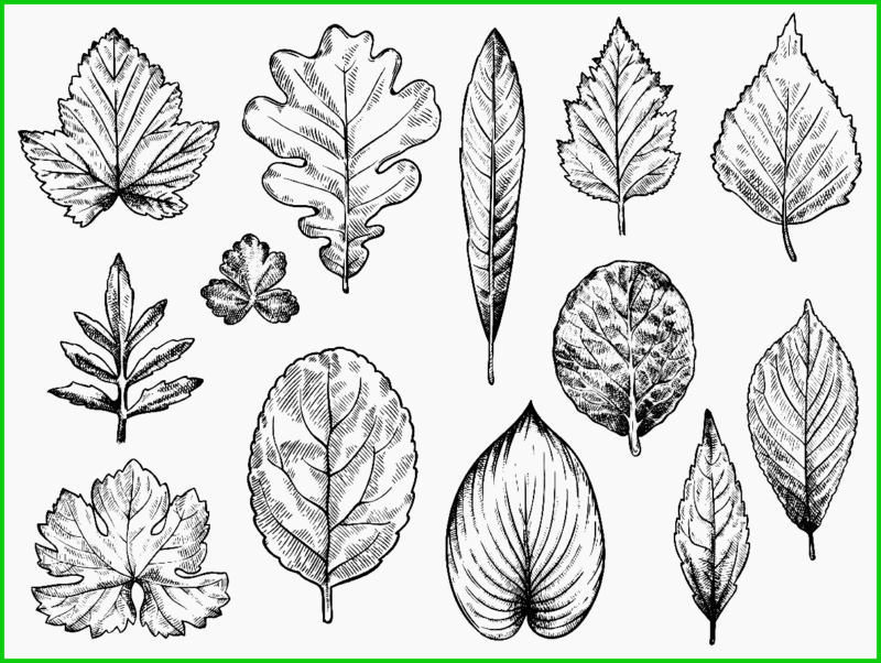 √ Sketsa Daun Terbaik! Paling Mudah Digambar Oleh Siapapun