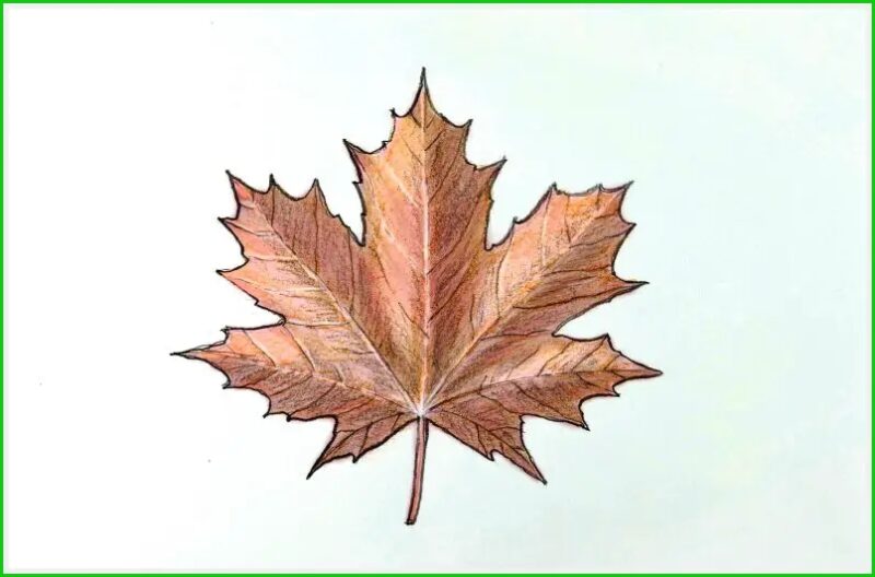 √ Sketsa Daun Terbaik! Paling Mudah Digambar Oleh Siapapun